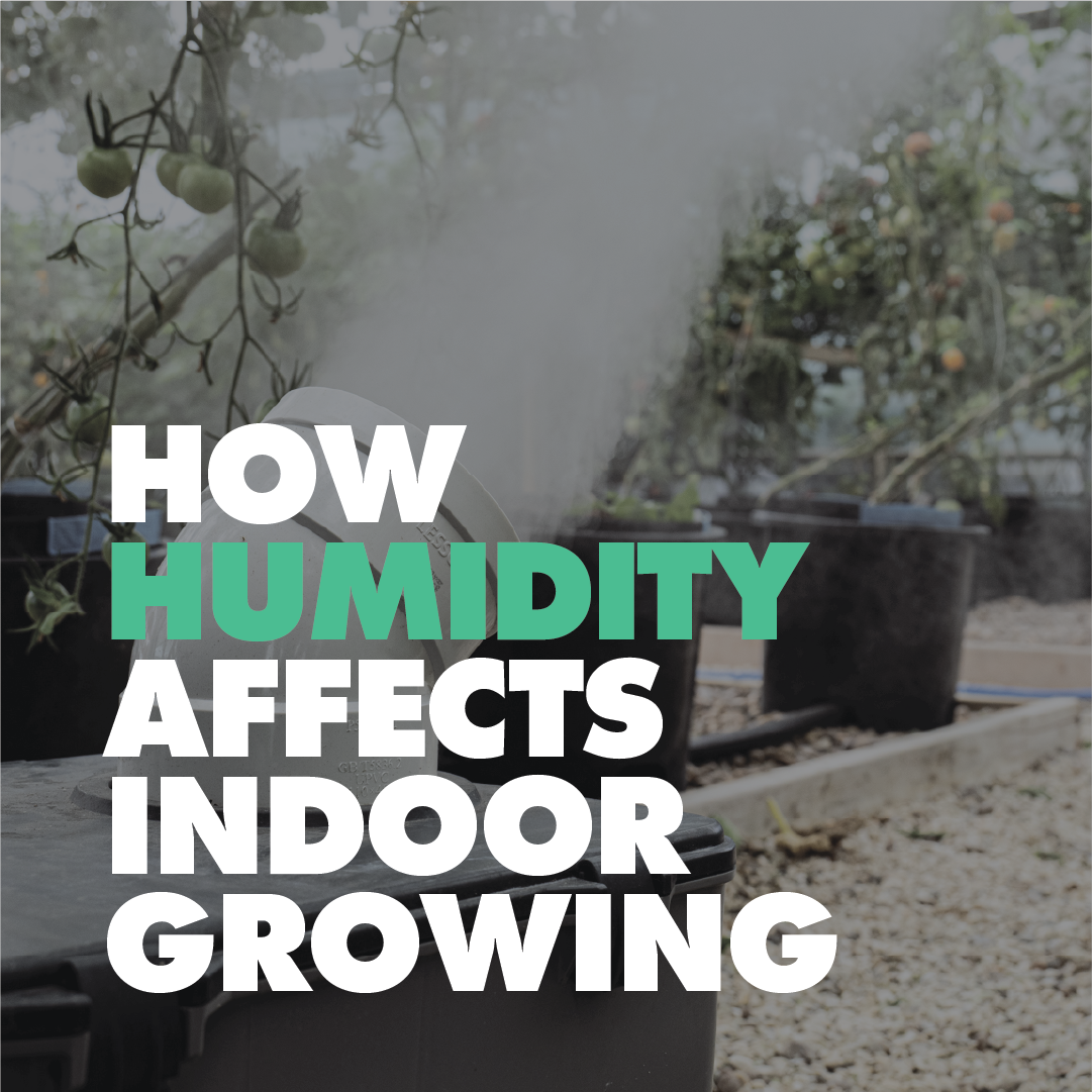 How Humidity Affects Indoor Growing | Global Air Supplies